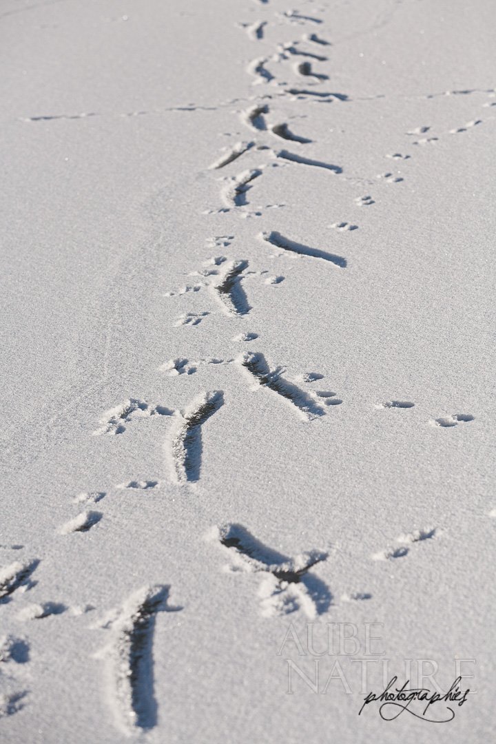 Traces et empreintes : de bons indices de présence